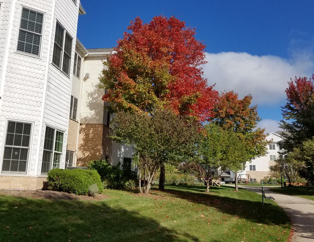 Fall Foliage! - AARP Online Community