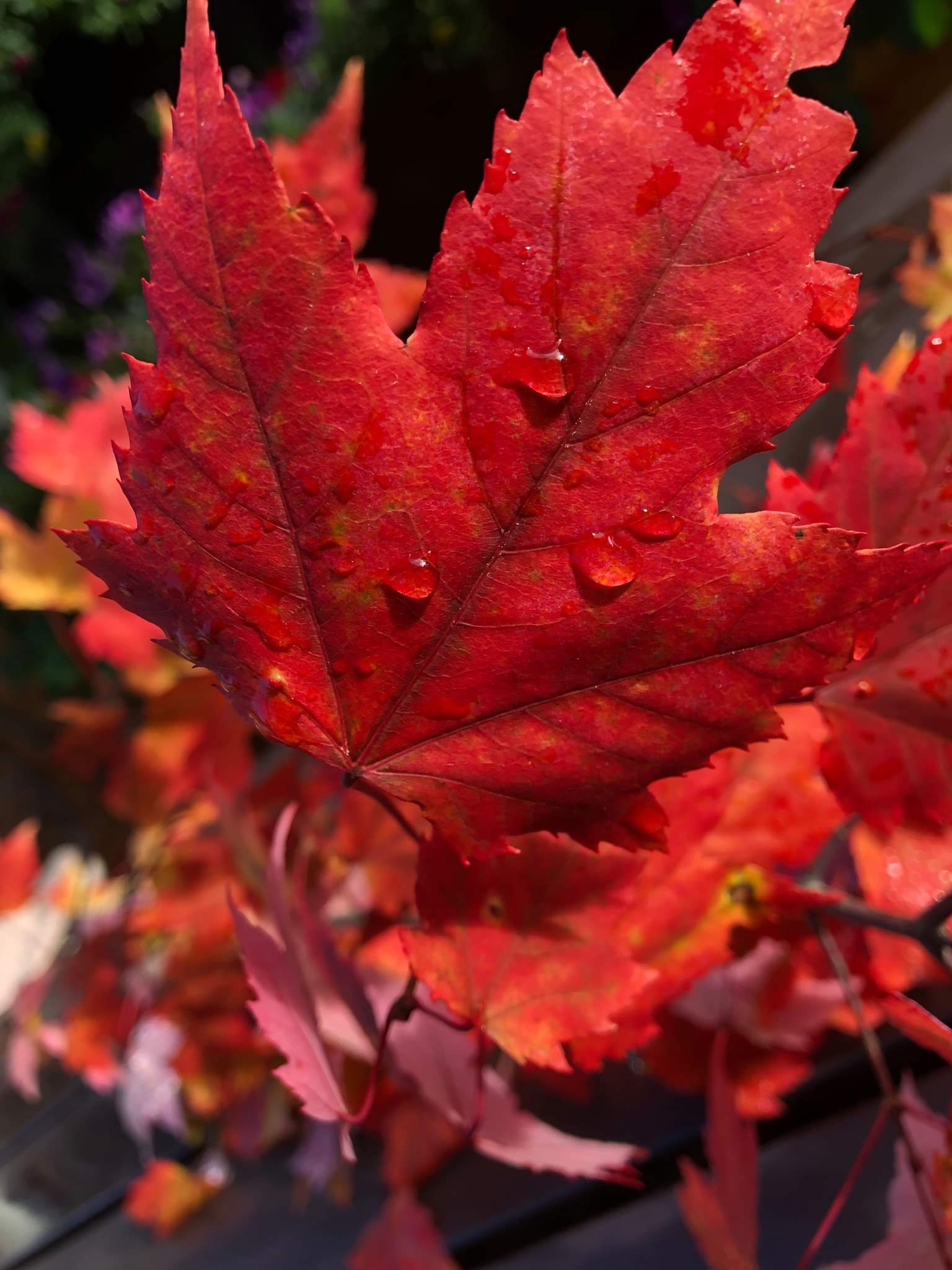 Fall Foliage! - AARP Online Community