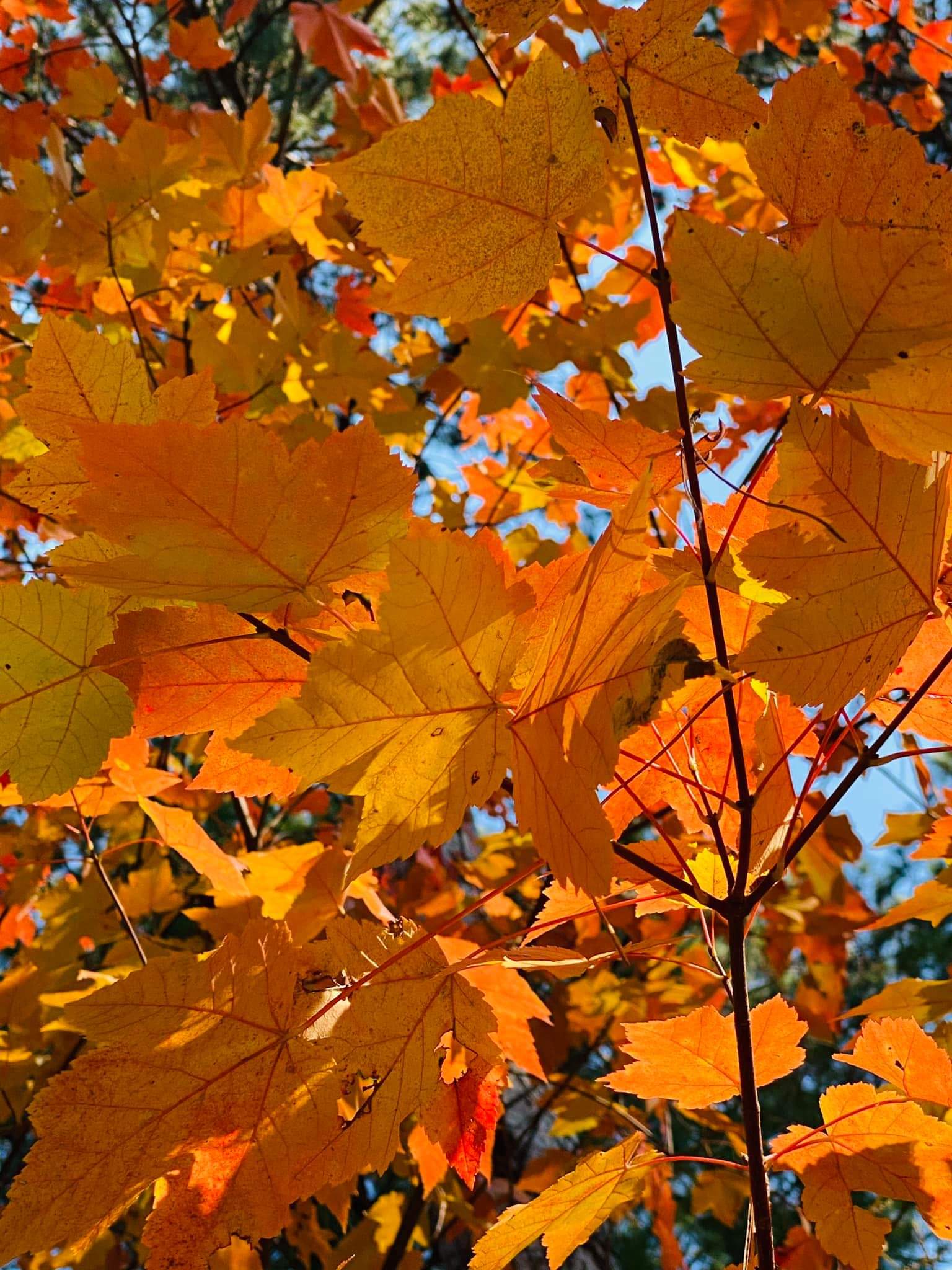 Fall Foliage! - AARP Online Community