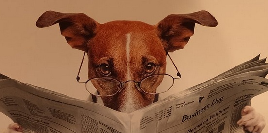 Caption this dog pic - AARP Online Community